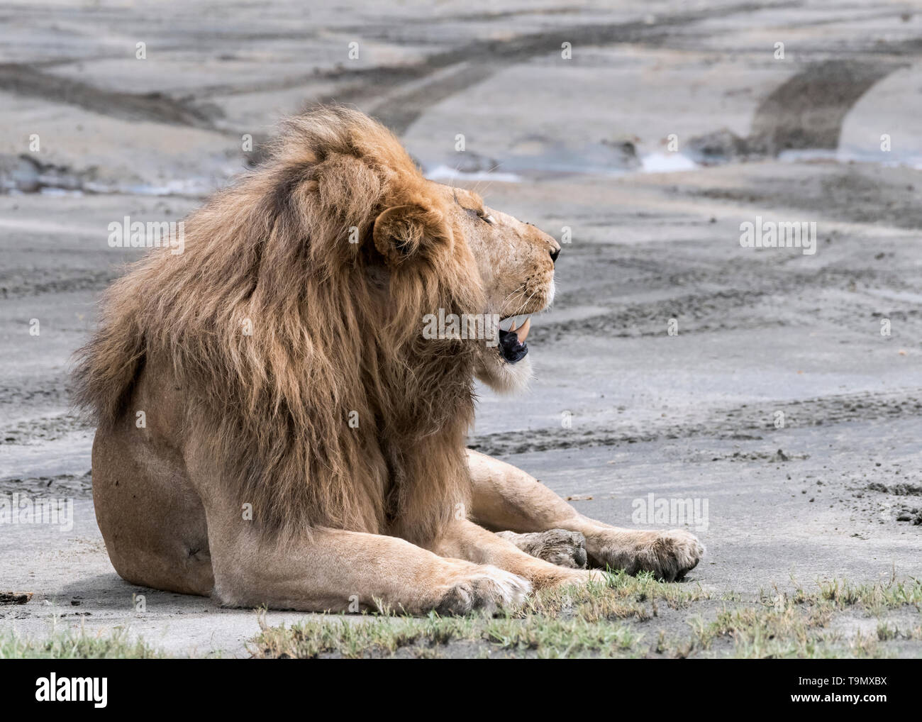 Male lion with a full stomach hi-res stock photography and images - Alamy