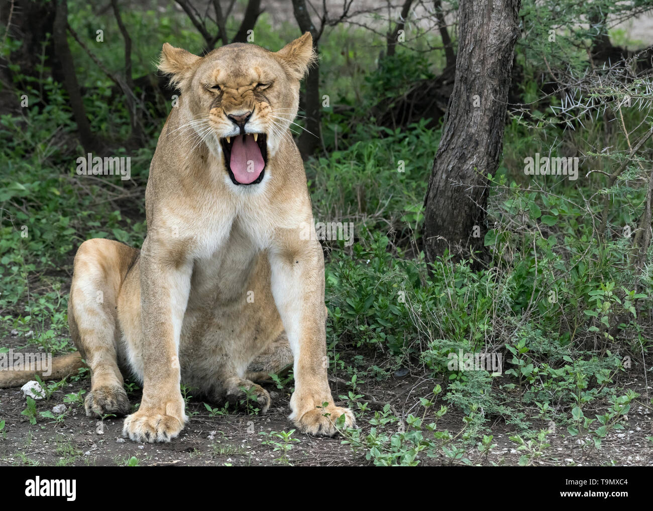Young lioness with a big yawn, Lake Ndutu, Serengeti, Tanzania Stock ...