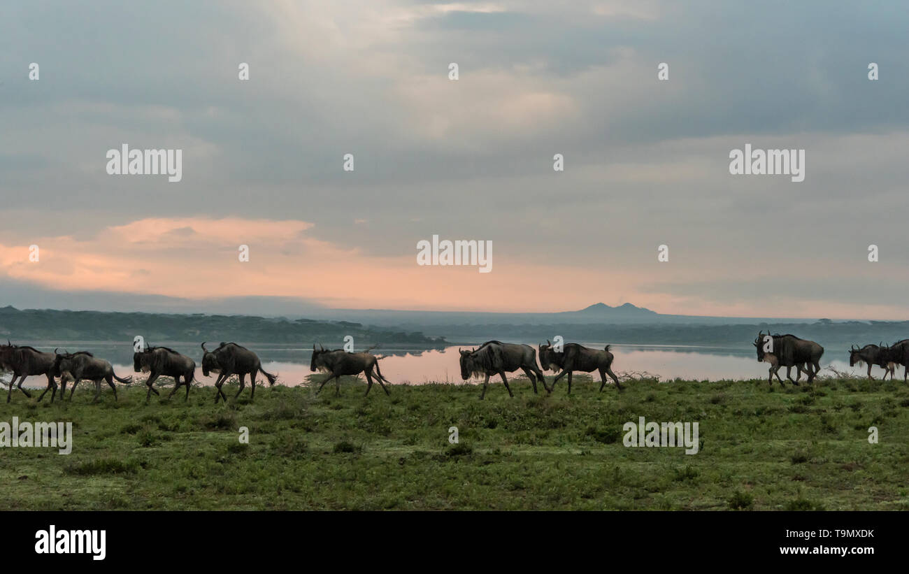 Lake Ndutu at sunrise with running wildebeest during the Great ...
