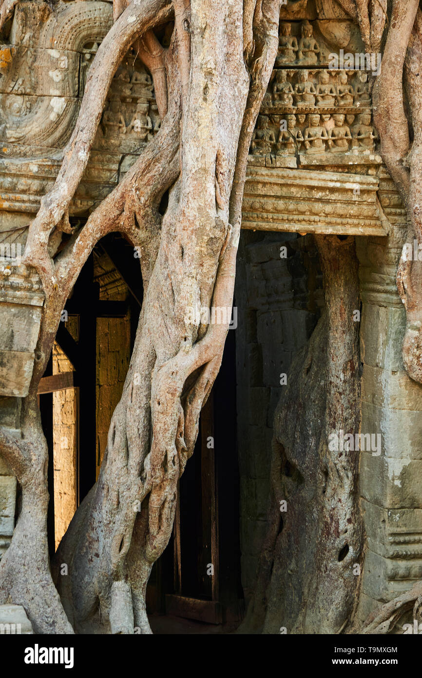 Strangler sacred fig (Ficus religiosa) roots grow over eastern outer ...