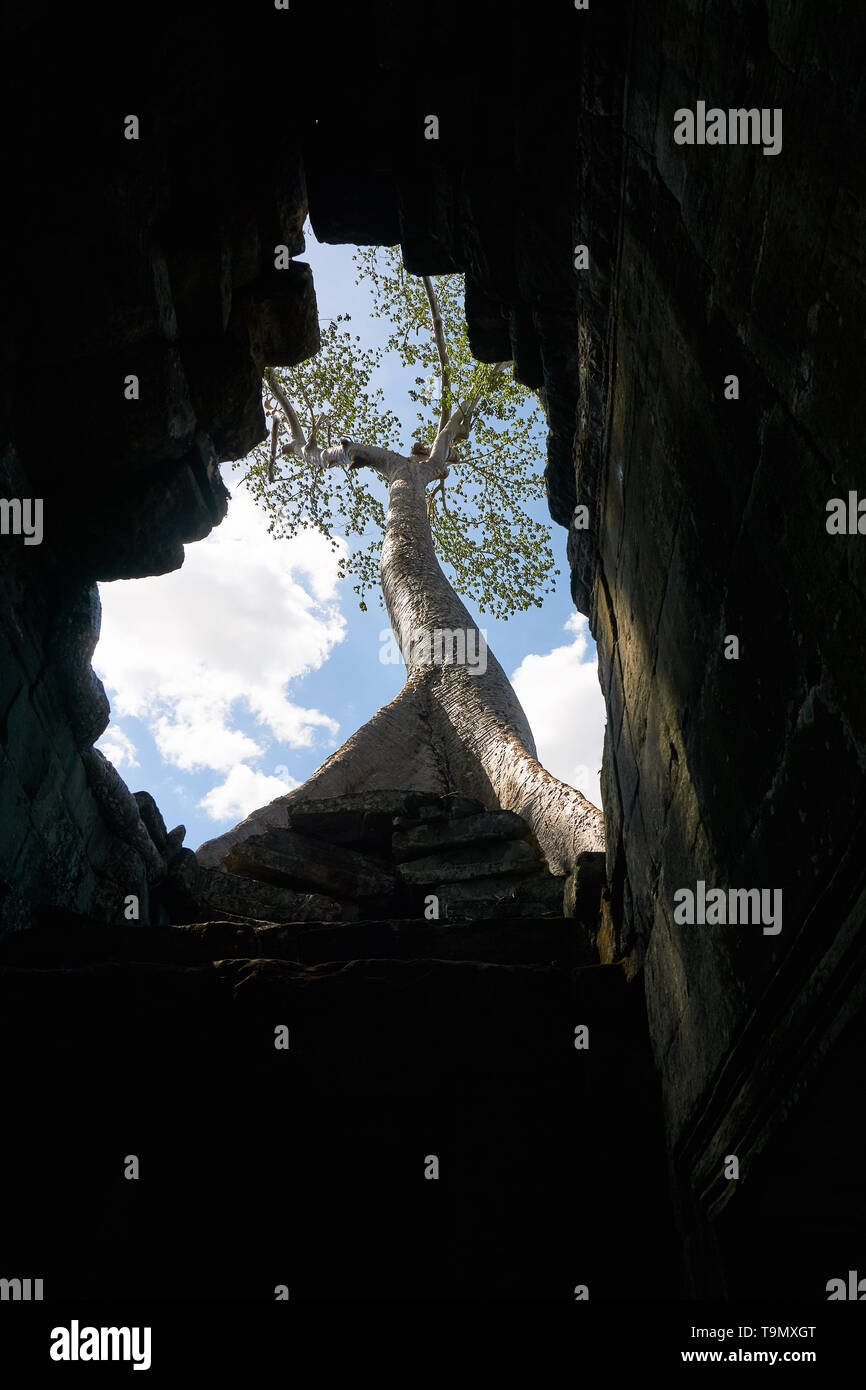 Tree growing through roof hi-res stock photography and images - Alamy