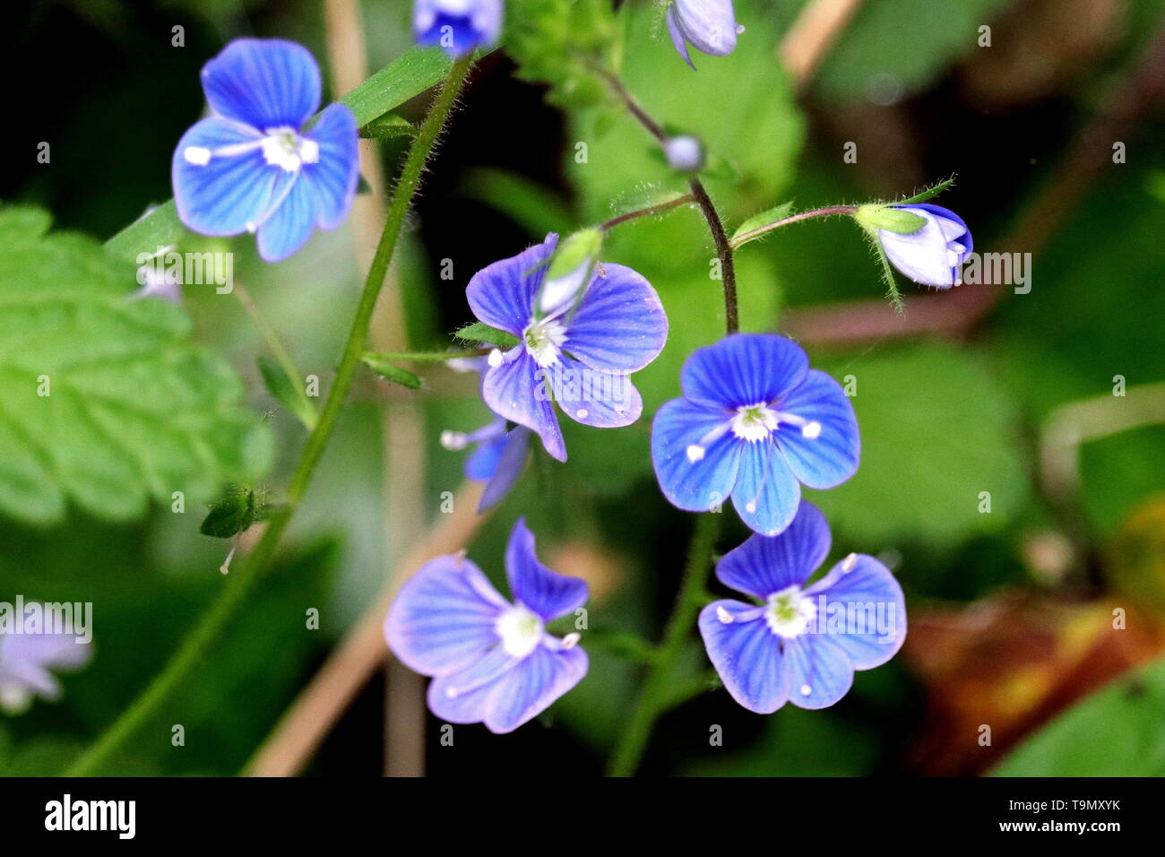 Bird's Eye Speedwell, Veronica persica, with its flowers deep sky-blue ...