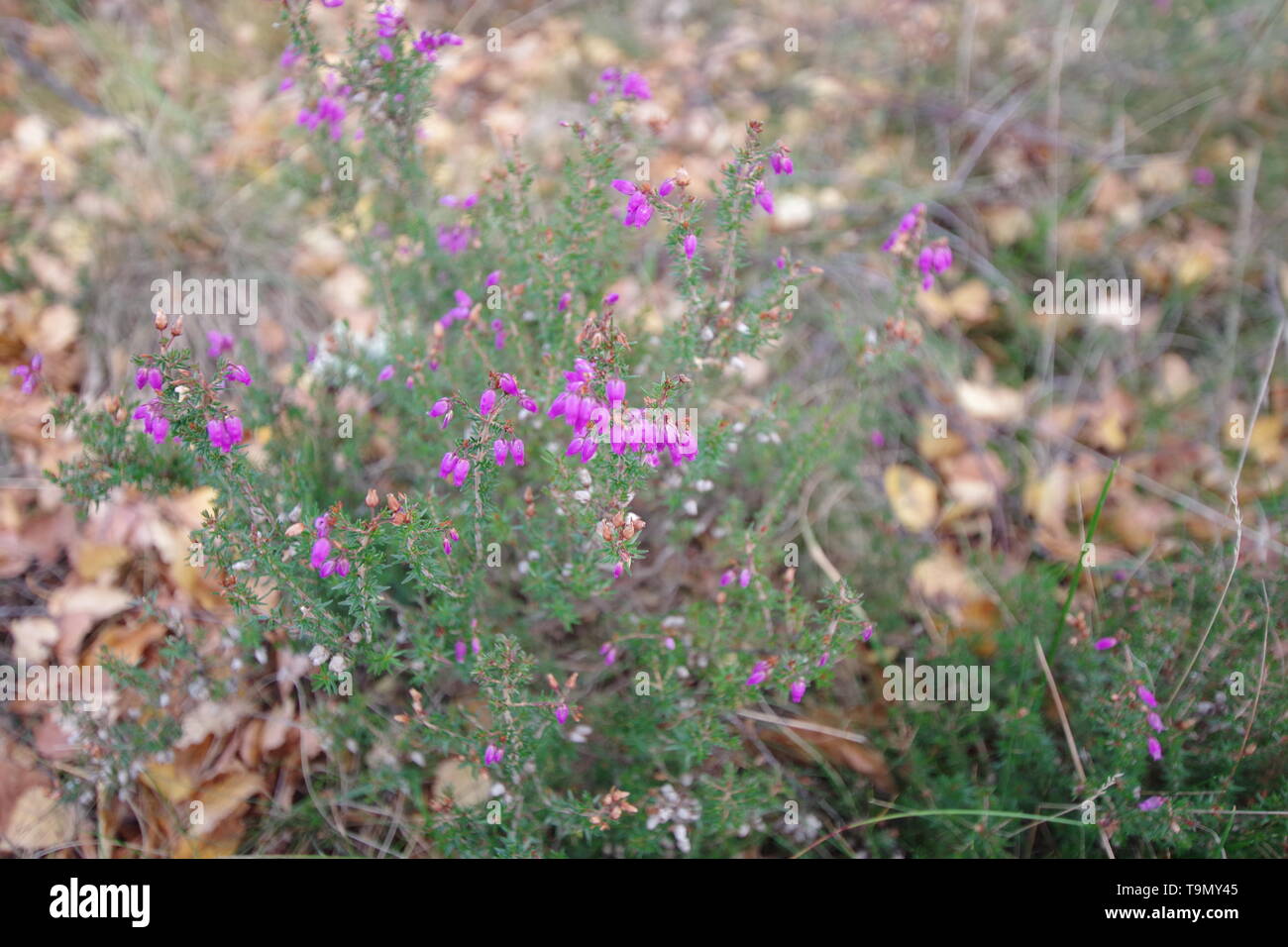Scottish heather silver hi-res stock photography and images - Alamy