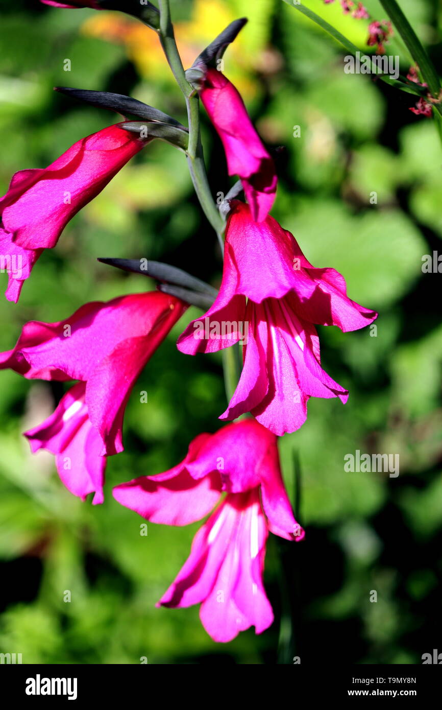 Gladiolus byzantinus flower hi-res stock photography and images - Alamy