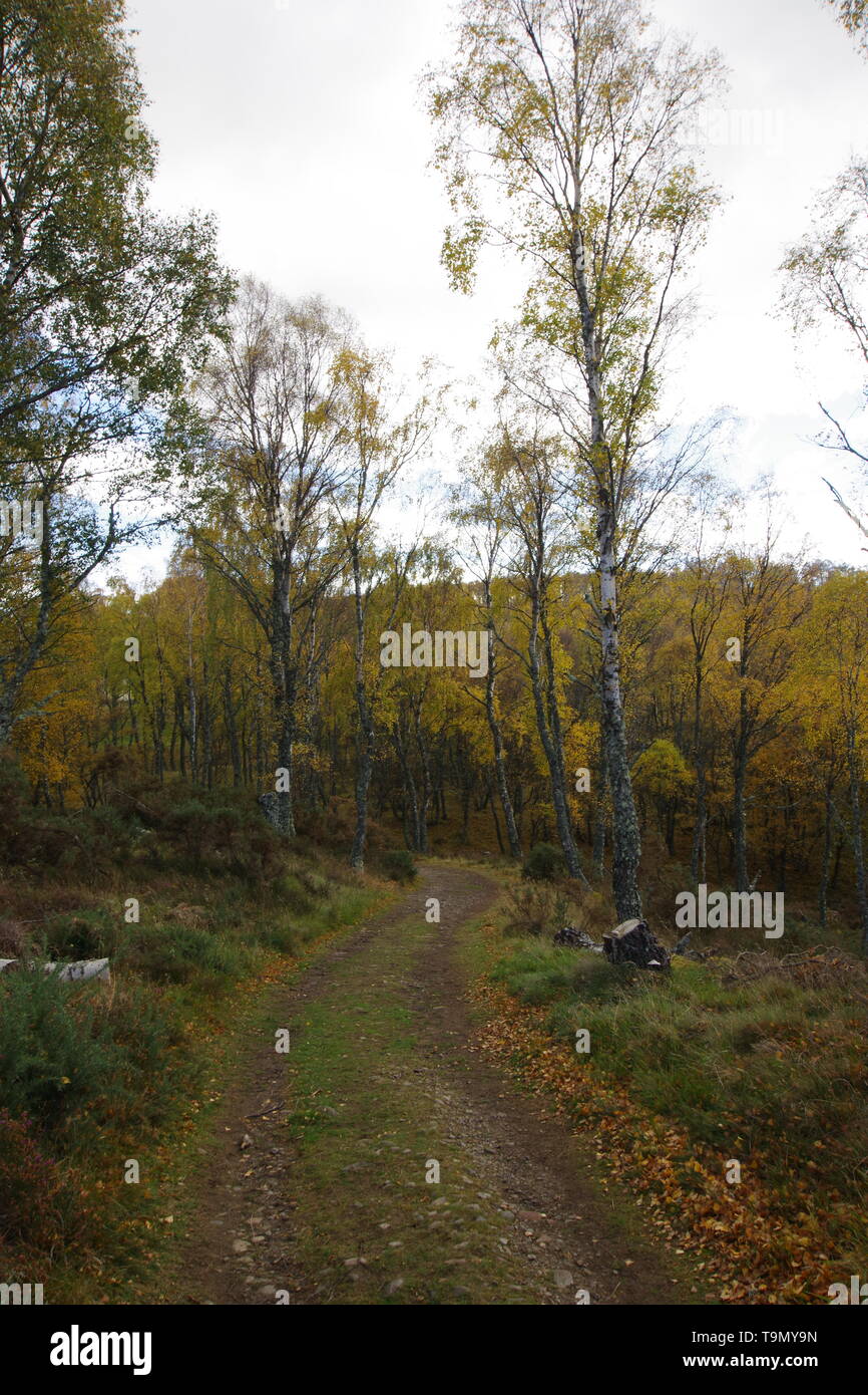 Scottish Silver Birch Woodland in Autumn. Muir of Dinnet NNR ...