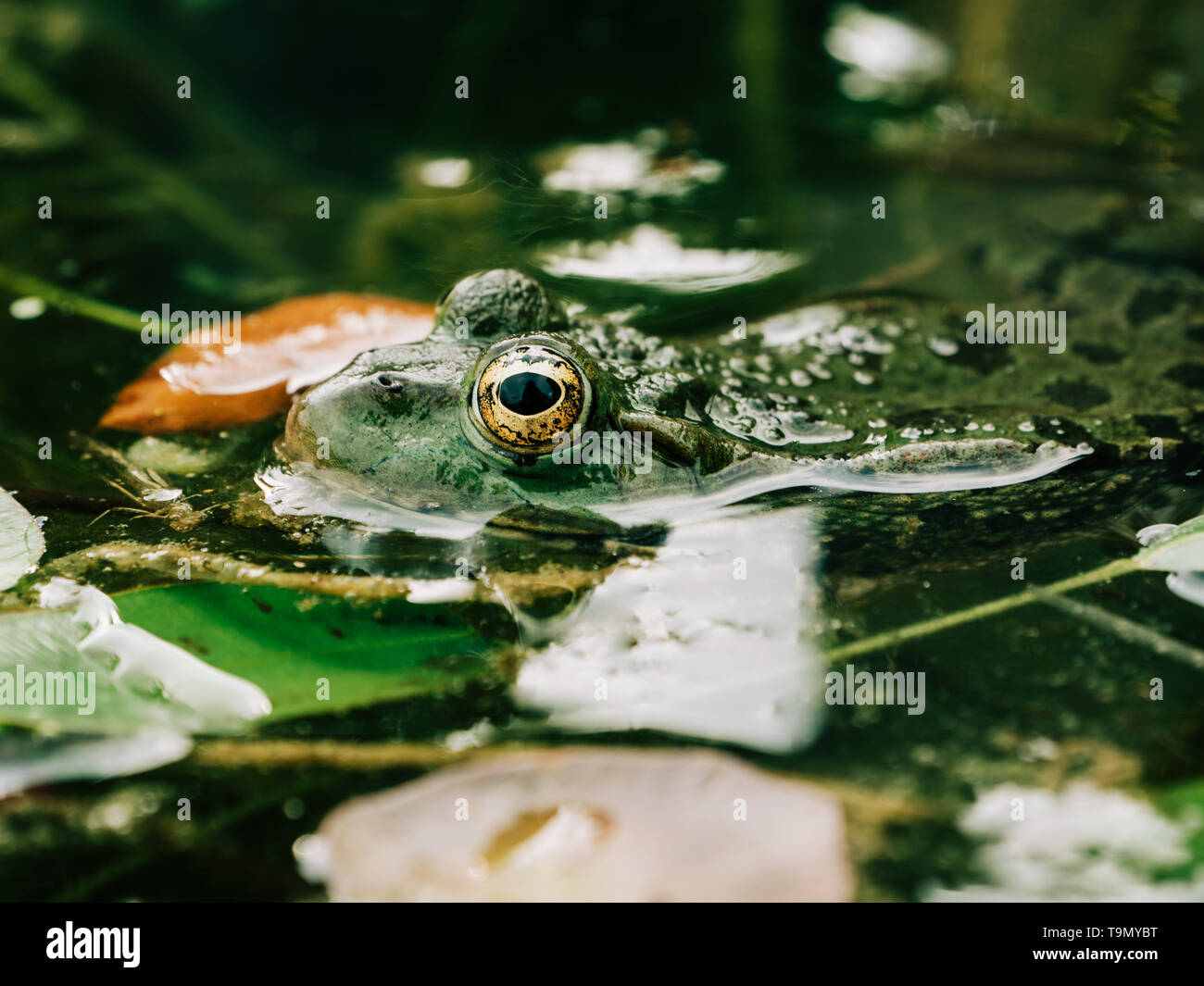Side view of frog with detailed close-up of the eye in rainforest ...