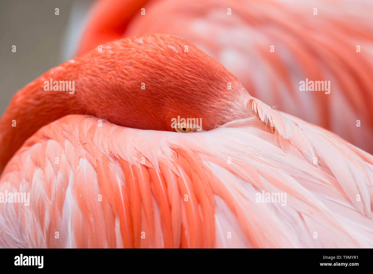 Flamingo head tucked into or under its feathers and wings Stock Photo ...
