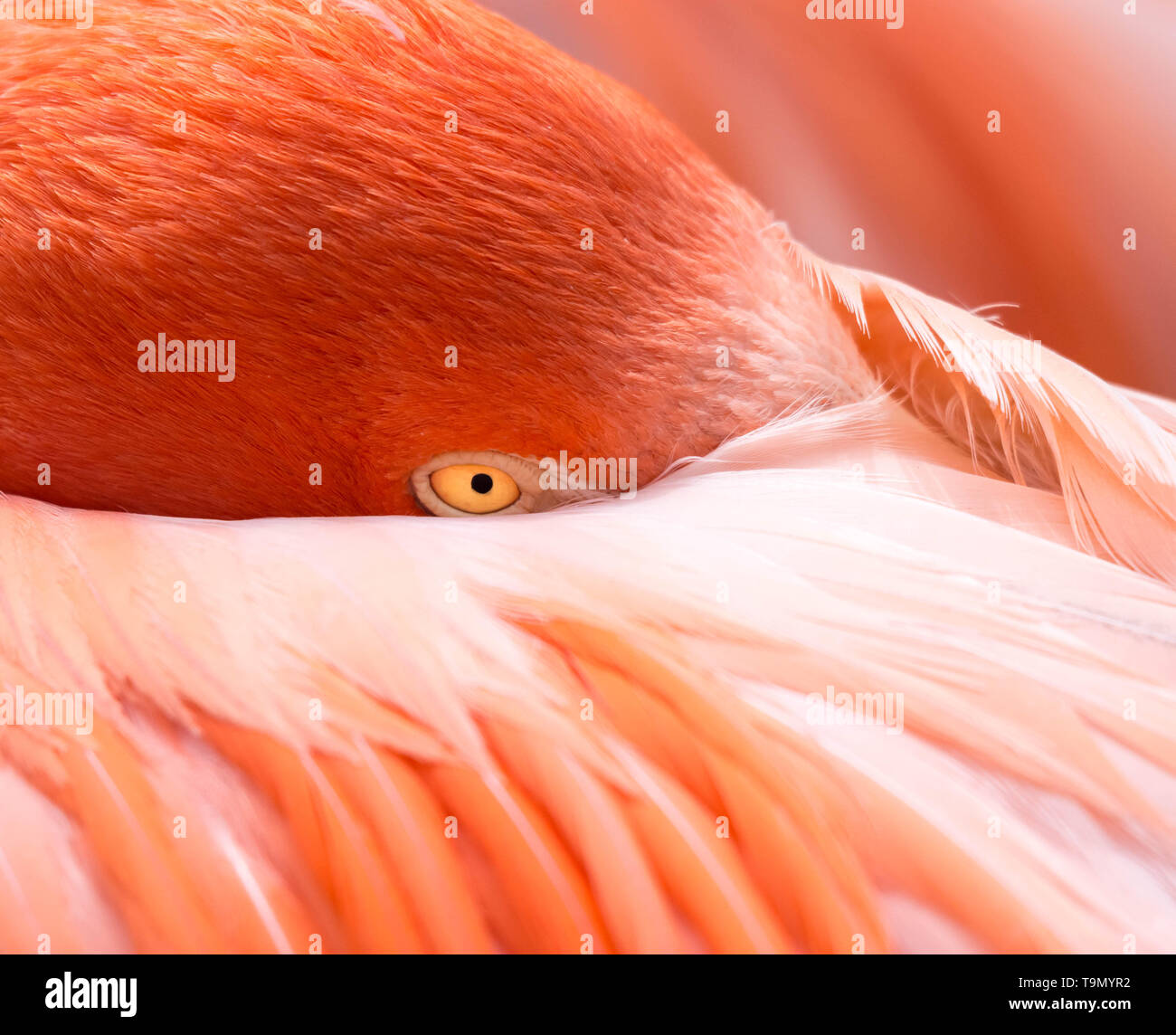 Pink flamingo head neck hi-res stock photography and images - Alamy