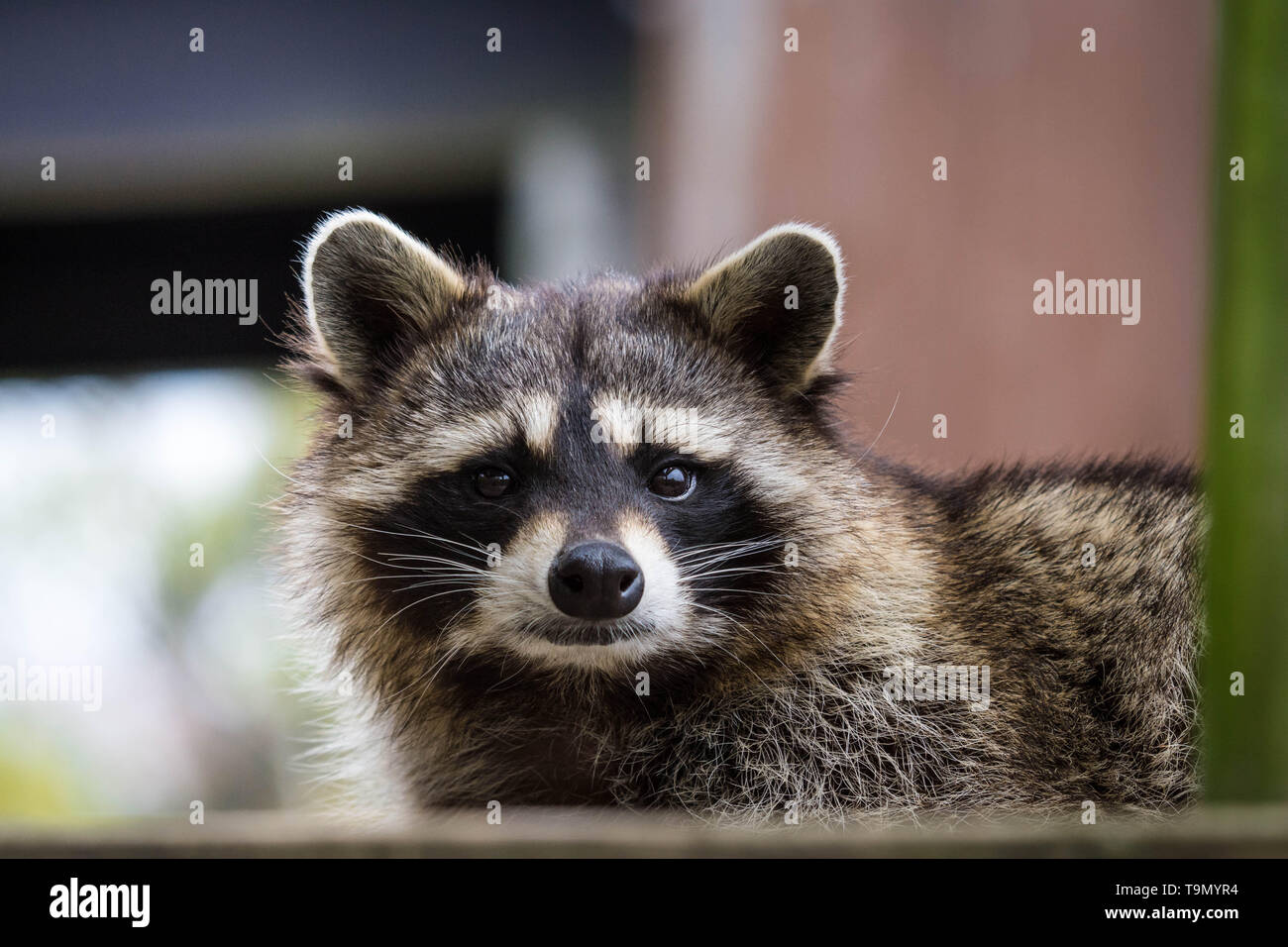 Raccoon face hi-res stock photography and images - Alamy