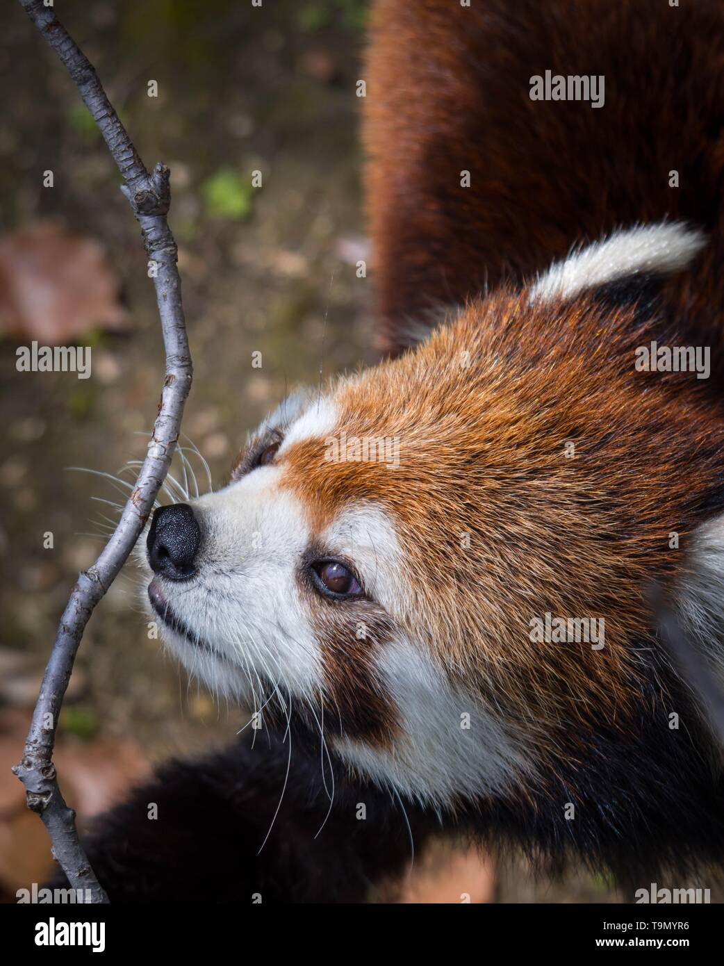 Japanese red panda hi-res stock photography and images - Alamy