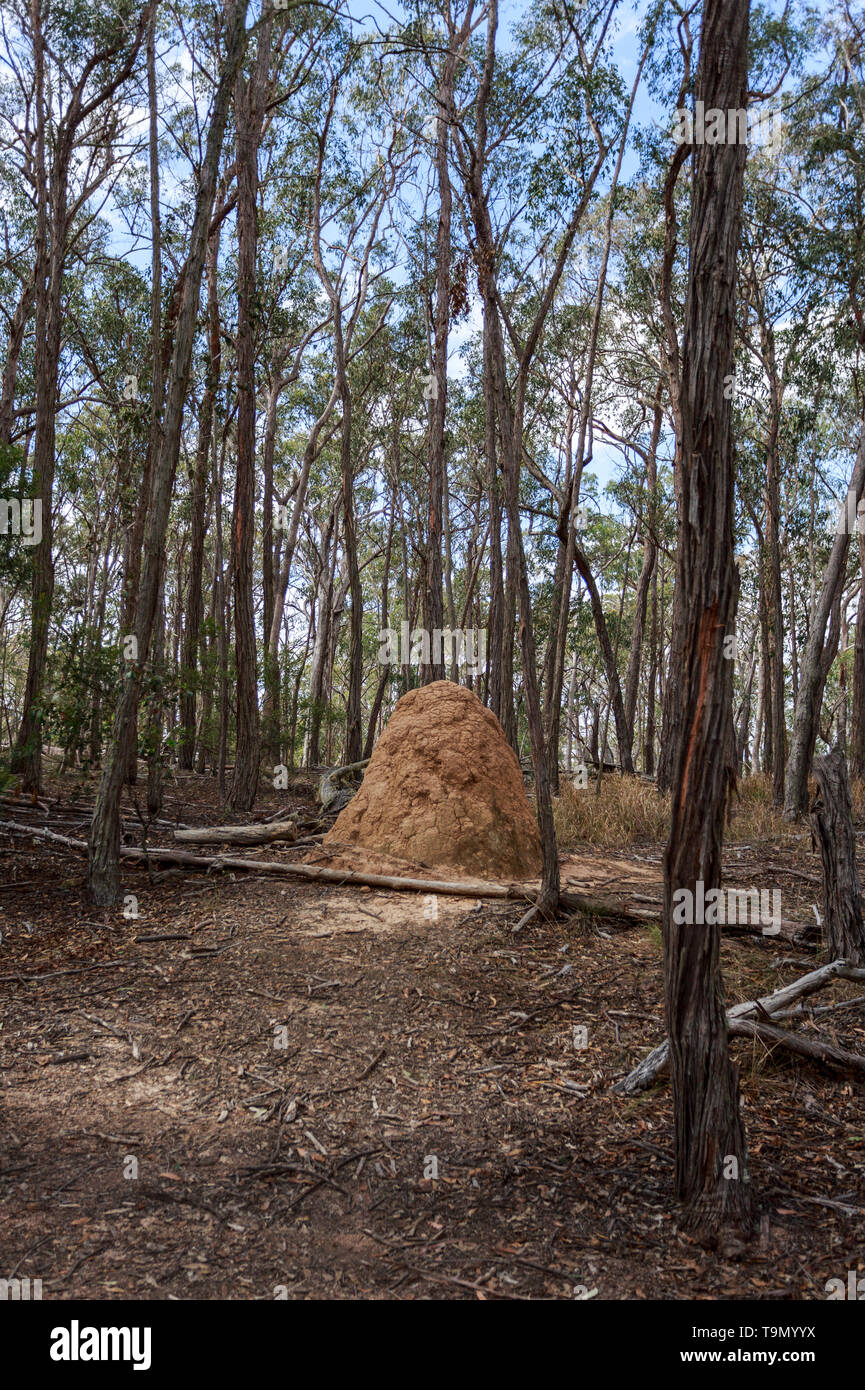 Termite track hi-res stock photography and images - Alamy