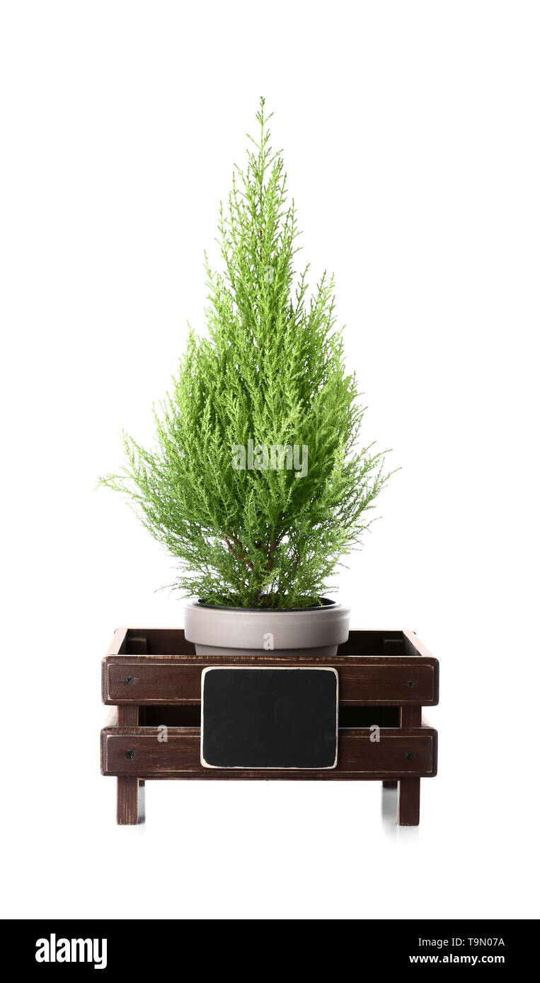 Cypress tree on white background Stock Photo - Alamy