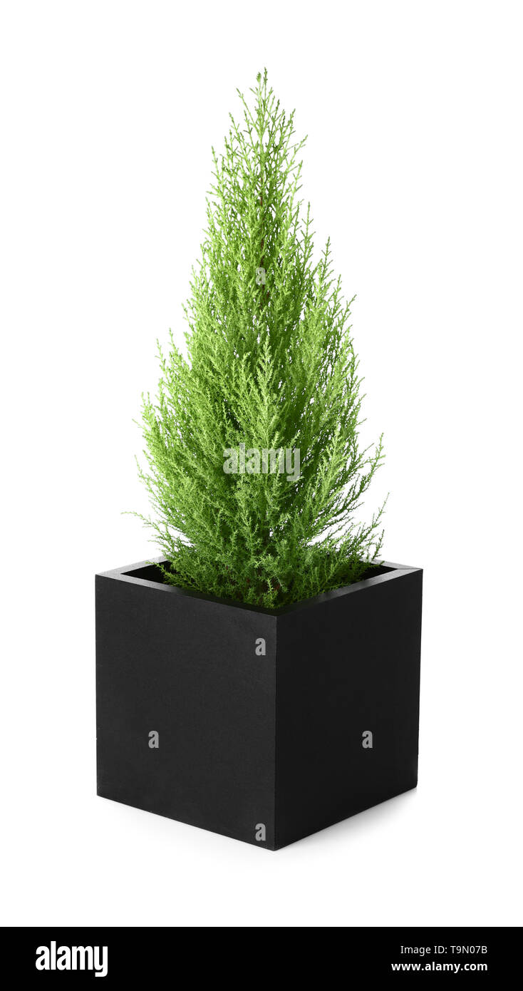 Cypress tree on white background Stock Photo - Alamy