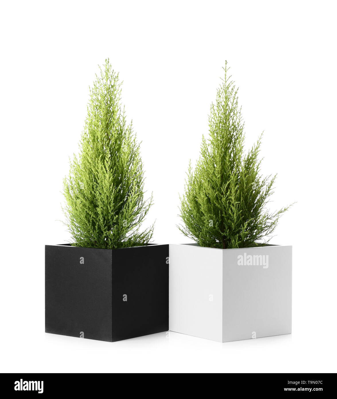 Cypress trees on white background Stock Photo - Alamy