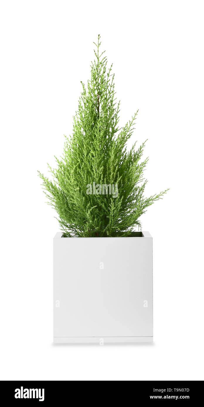 Cypress tree on white background Stock Photo - Alamy