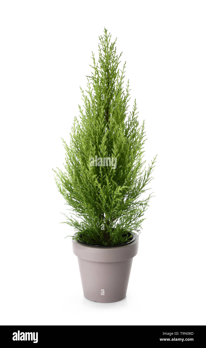 Cypress tree on white background Stock Photo - Alamy