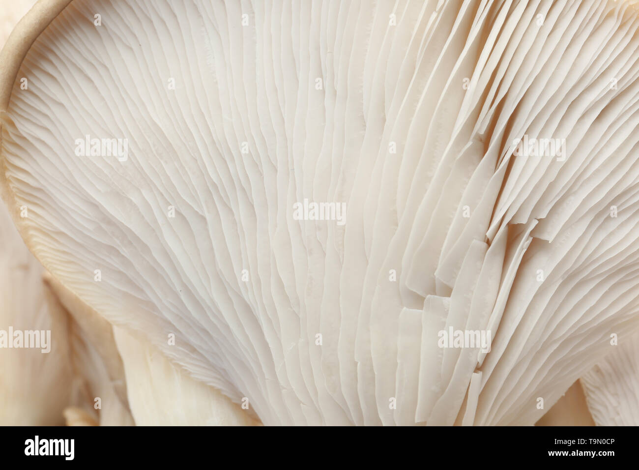 Fresh mushroom, closeup Stock Photo - Alamy