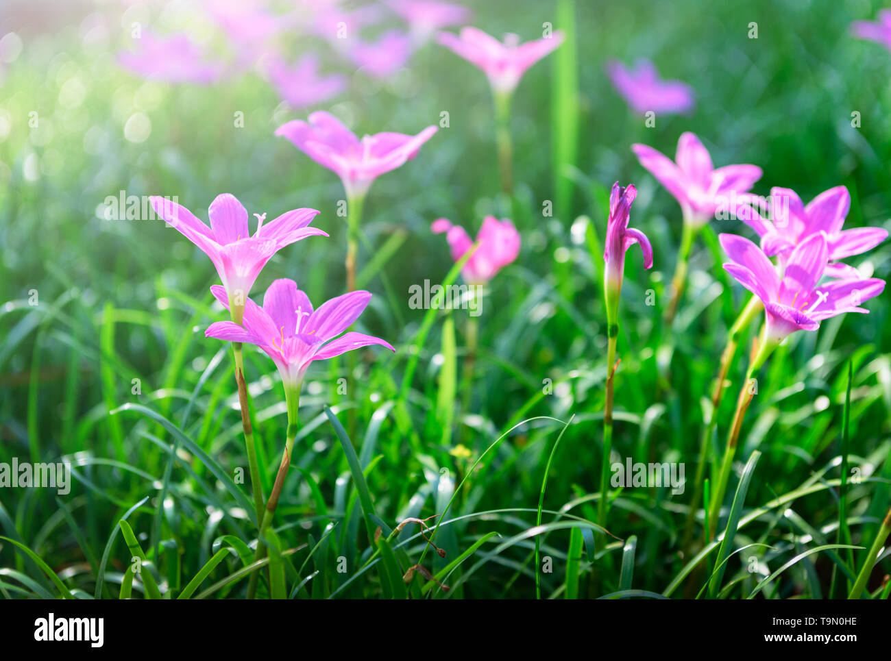 Zephyranthes grandiflora pink flowers or Fairy Lily/Rain Lily/Zephyr ...