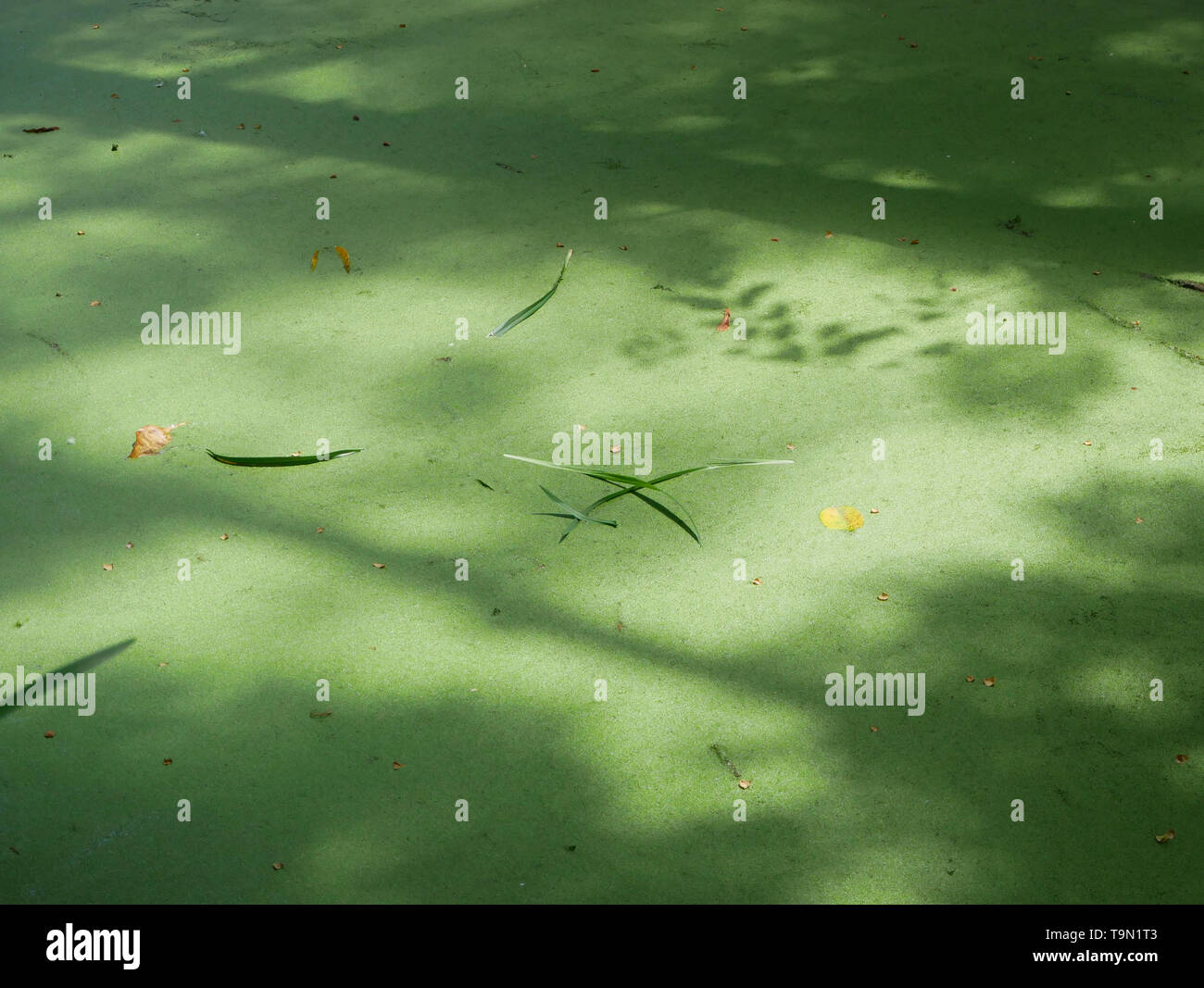 Shadows across a pond surface turned green from algae and water plants ...