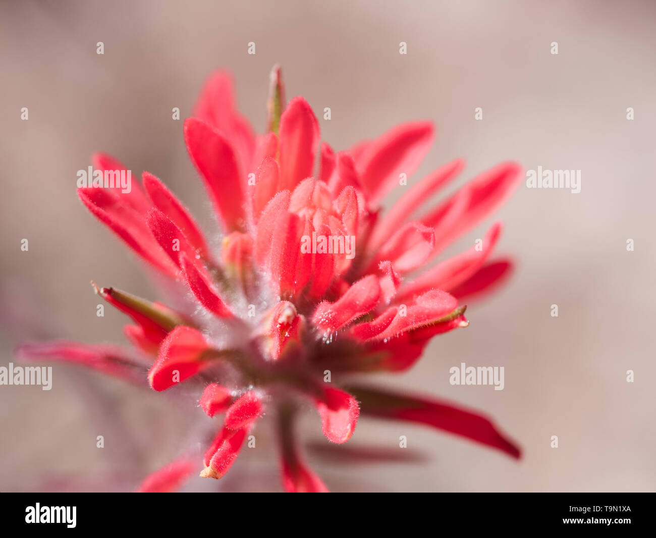 Desert brush hi-res stock photography and images - Alamy