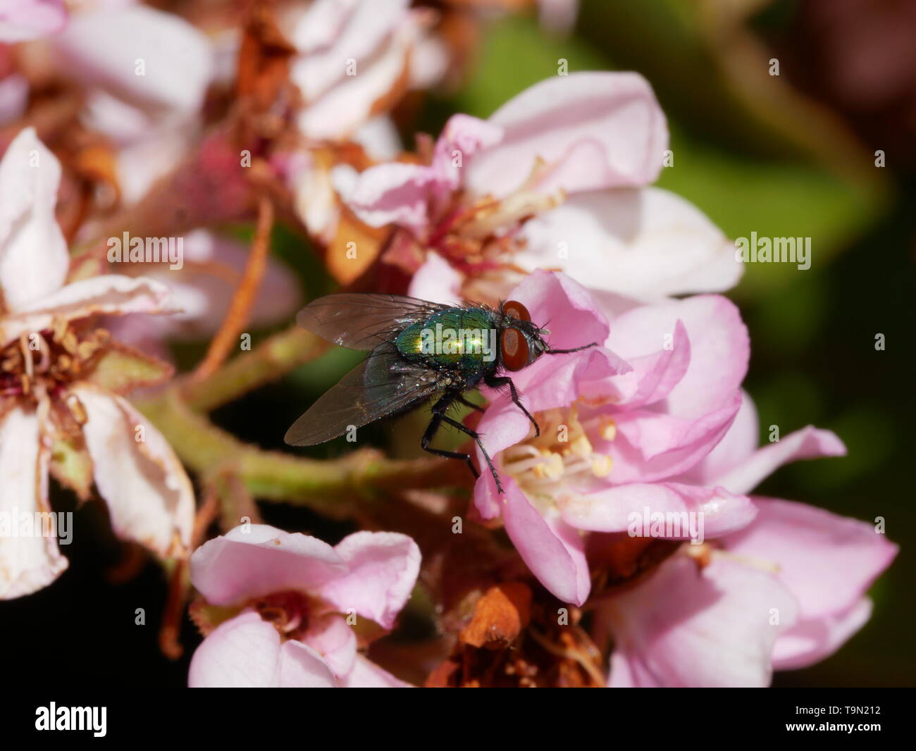 Green fly hi-res stock photography and images - Alamy