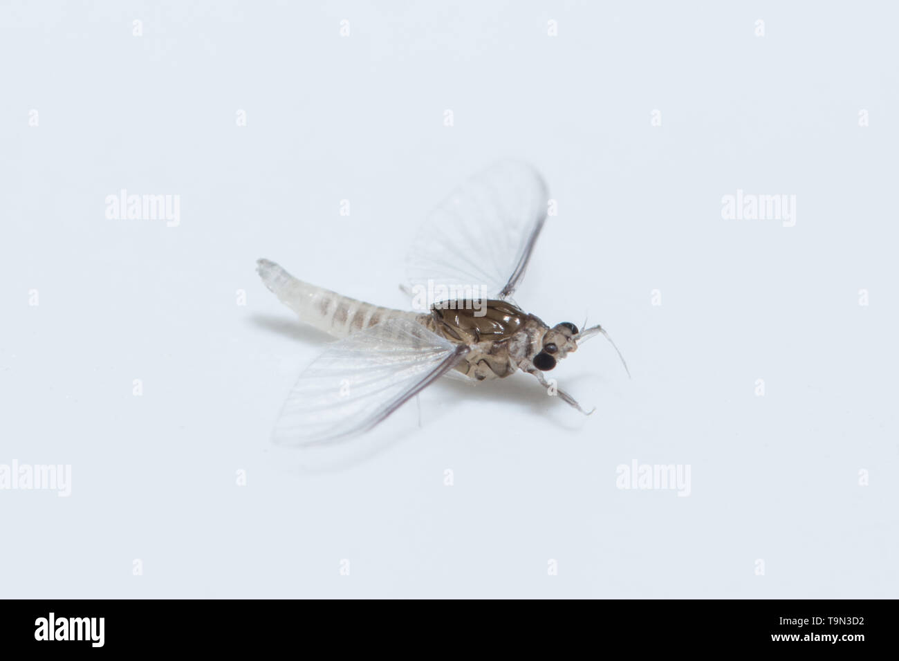White mayflies hi-res stock photography and images - Alamy