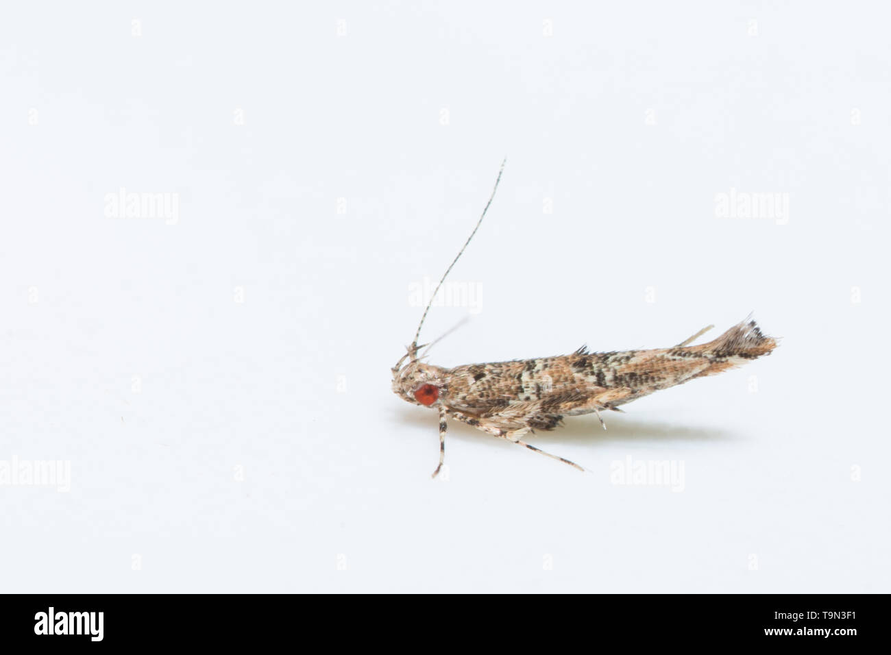 Macro moth White background Stock Photo - Alamy