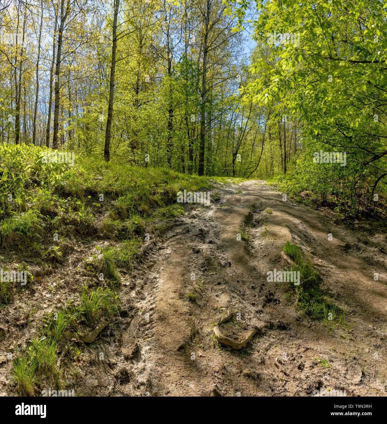 Spring walk along the river Sablinka in the Leningrad region. The ...