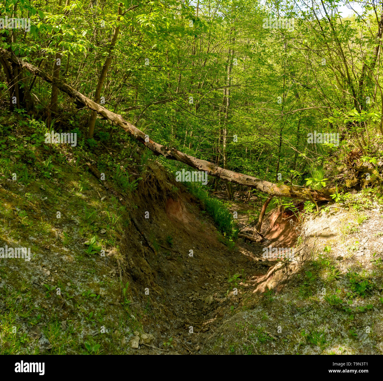 Spring walk along the river Sablinka in the Leningrad region. The ...