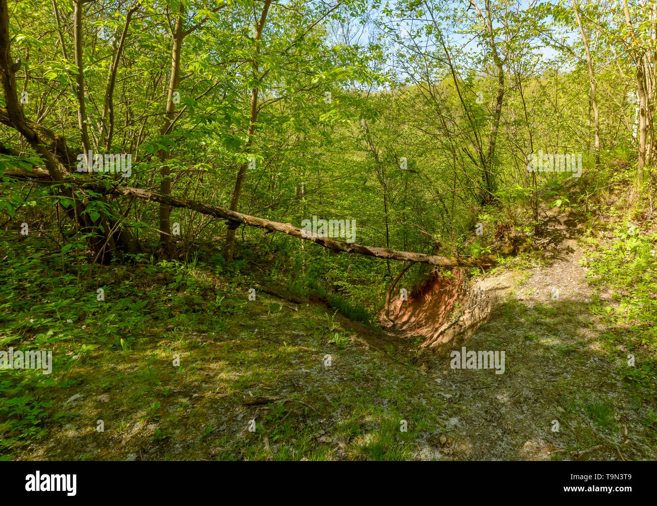 Spring walk along the river Sablinka in the Leningrad region. The ...
