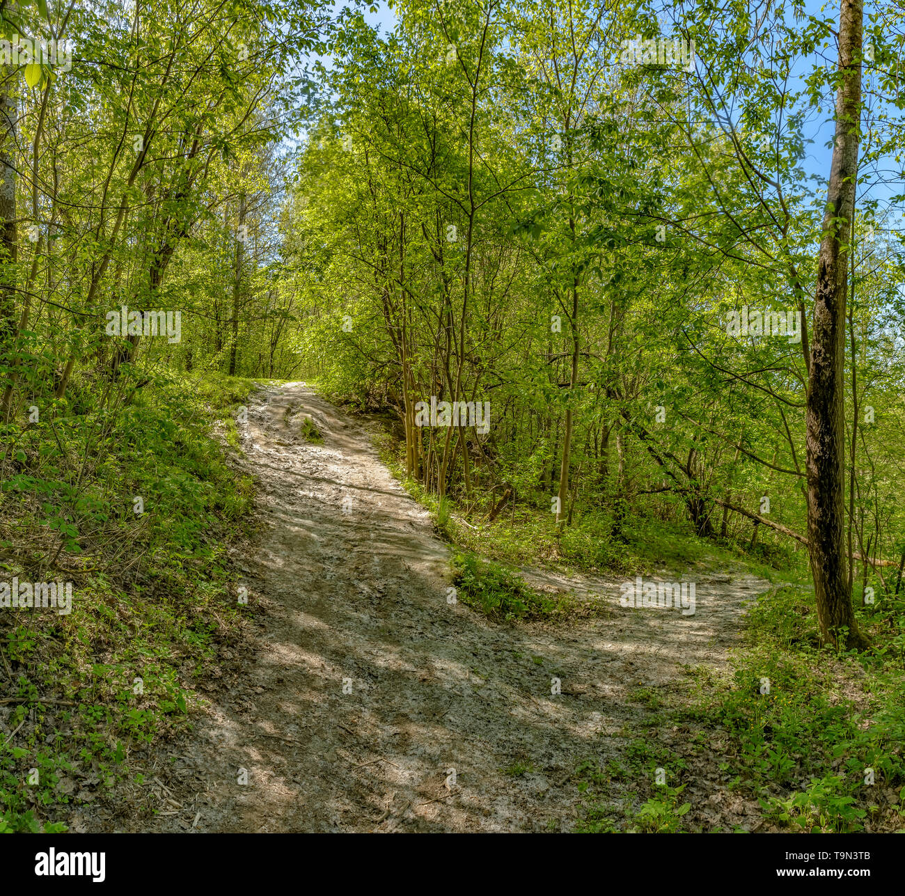 Spring walk along the river Sablinka in the Leningrad region. The ...