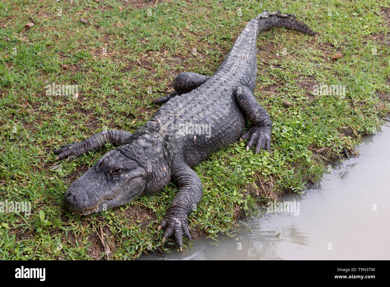 An alligator at a refuge in Beaumont Texas Stock Photo - Alamy