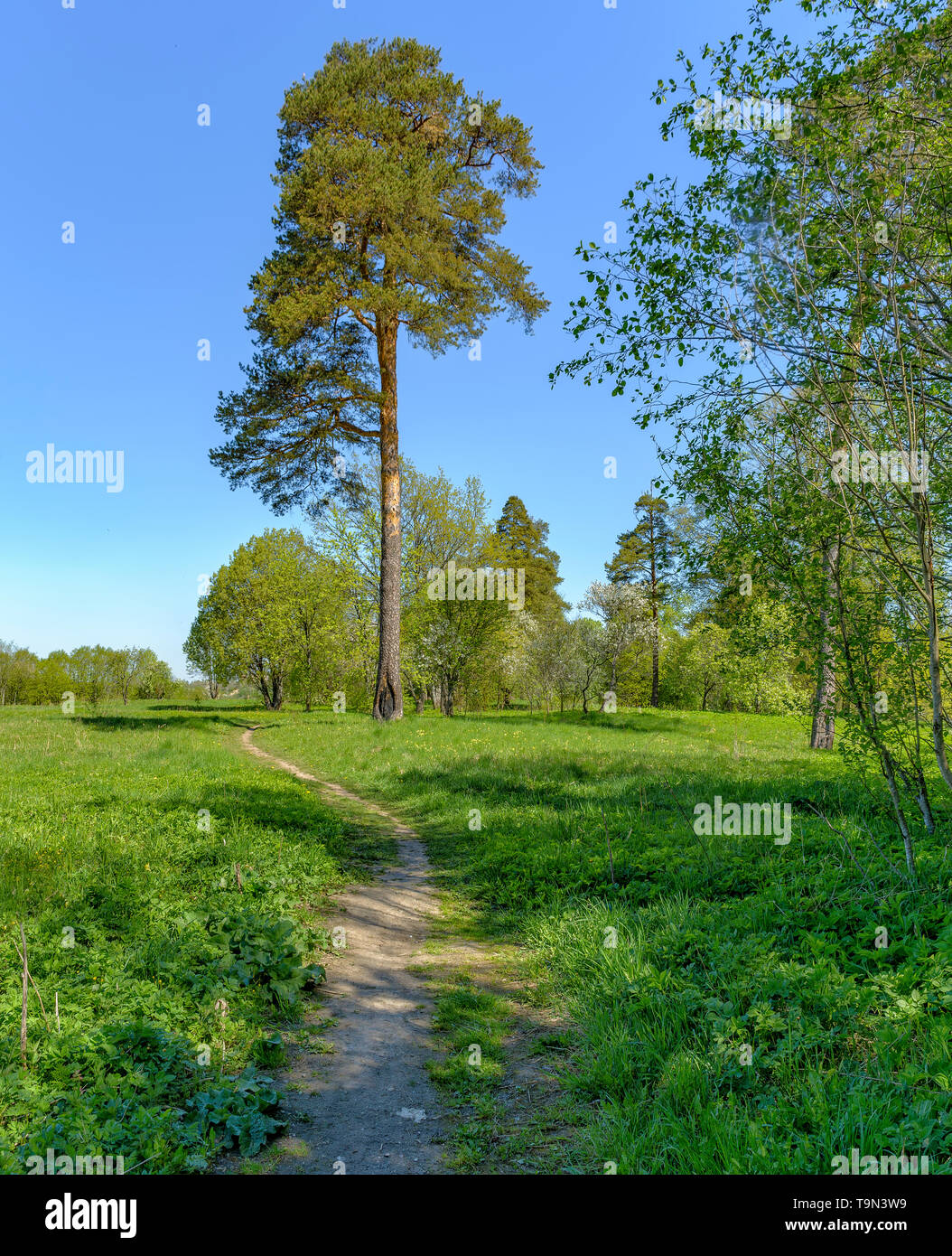 Spring walk along the river Sablinka in the Leningrad region. The ...