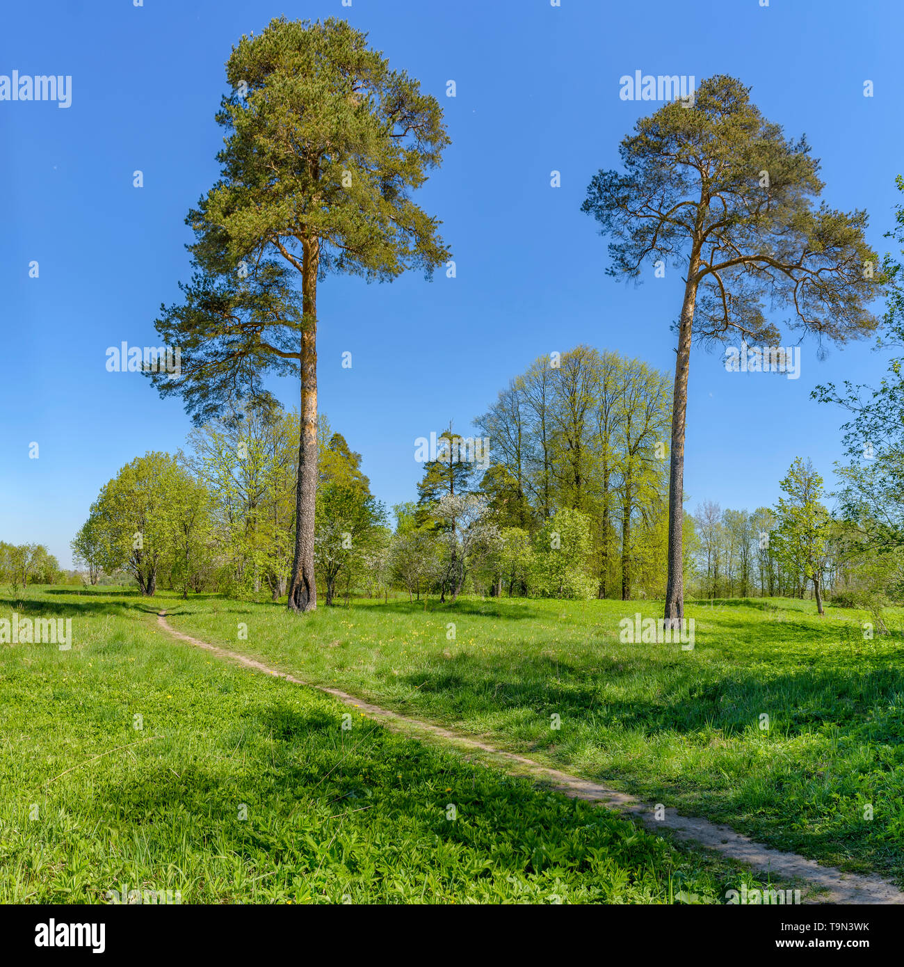 Spring walk along the river Sablinka in the Leningrad region. The ...