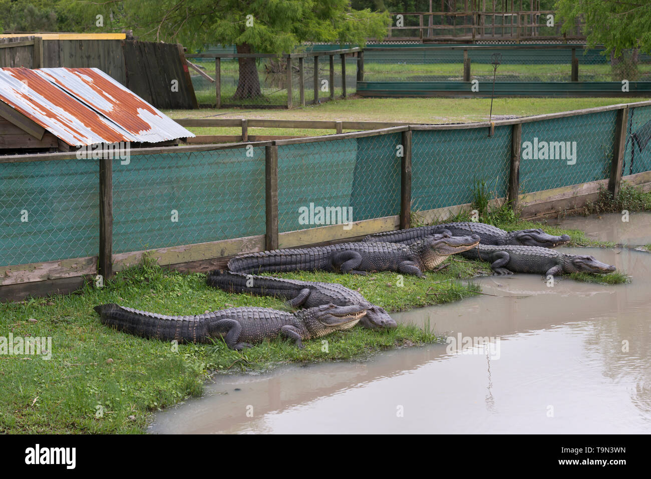 Texas alligators hi-res stock photography and images - Alamy