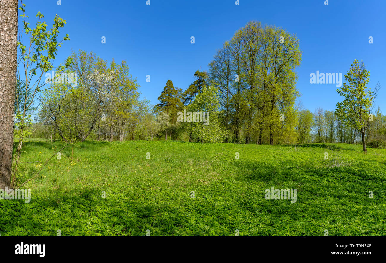 Spring walk along the river Sablinka in the Leningrad region. The ...