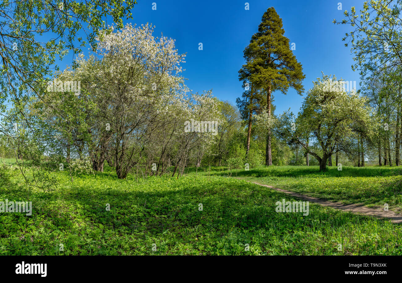 Spring walk along the river Sablinka in the Leningrad region. The ...