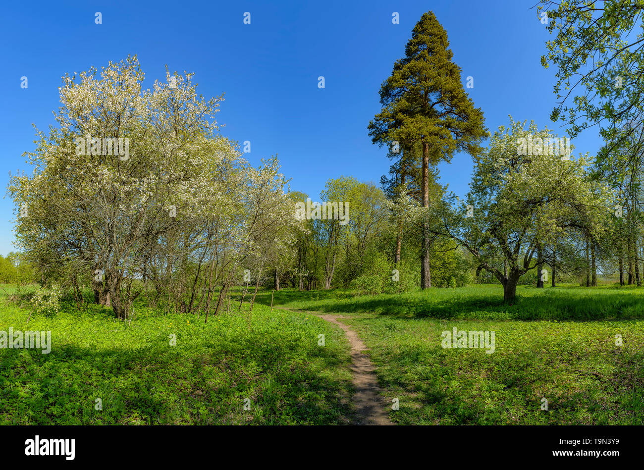 Spring walk along the river Sablinka in the Leningrad region. The ...