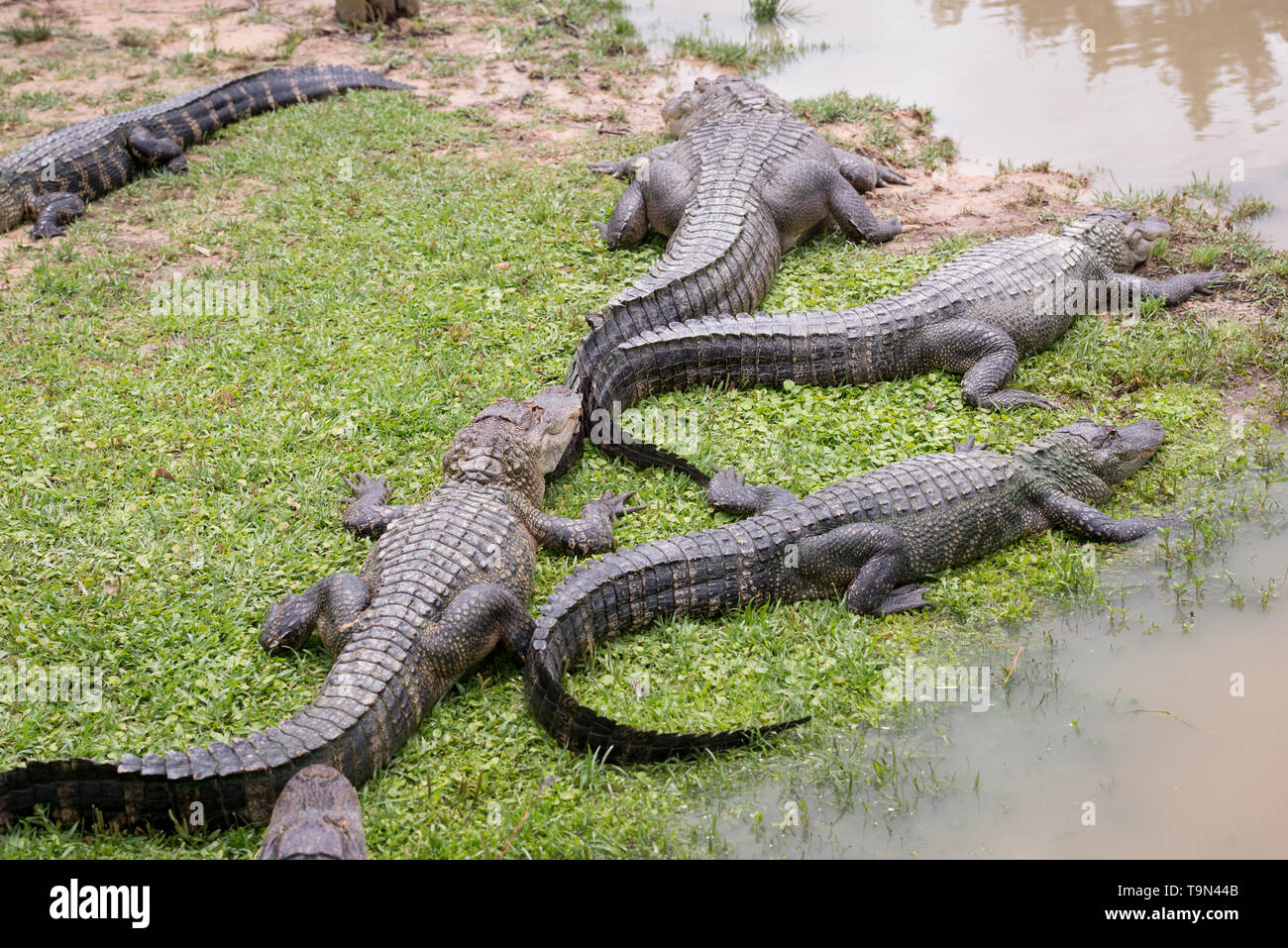 Alligators at a refuge in Beaumont Texas Stock Photo - Alamy