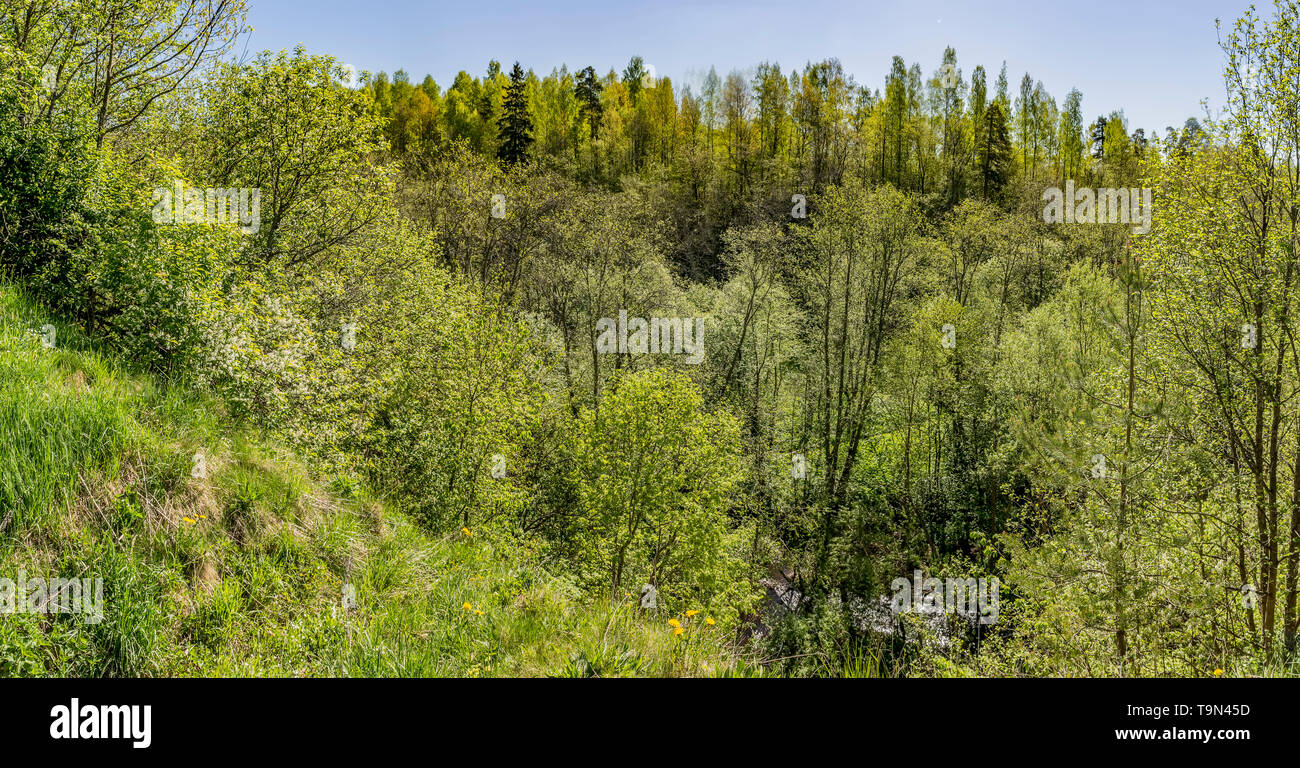 Spring walk along the river Sablinka in the Leningrad region. The ...
