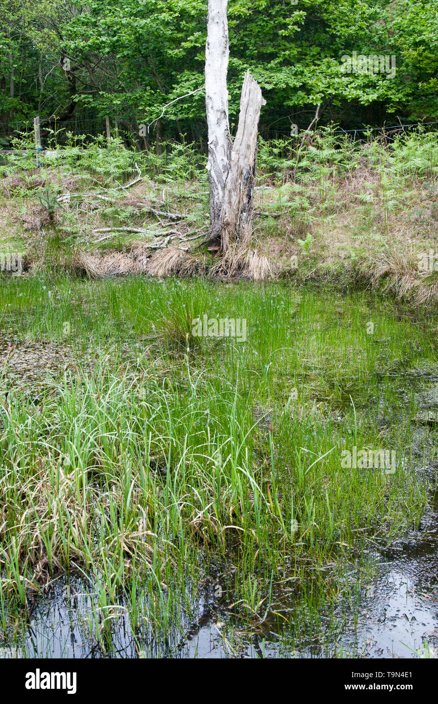 Brownsea Island Dorset England Stock Photo - Alamy