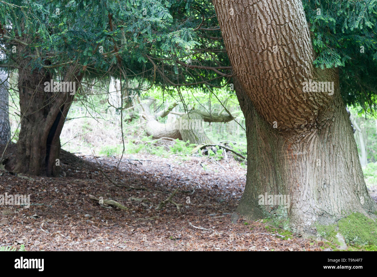 Brownsea Island Dorset England Stock Photo - Alamy