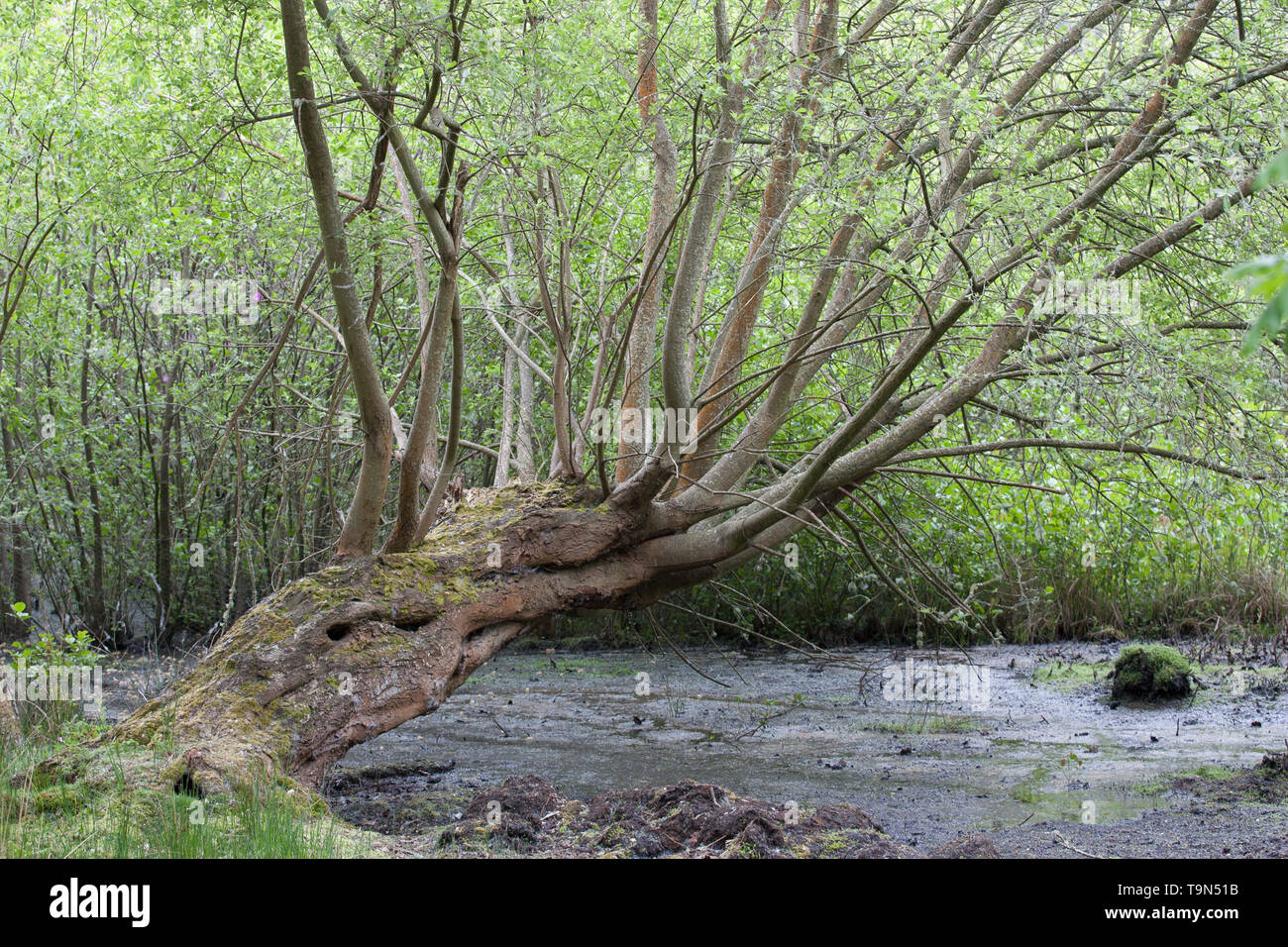 Brownsea Island Dorset England Stock Photo - Alamy