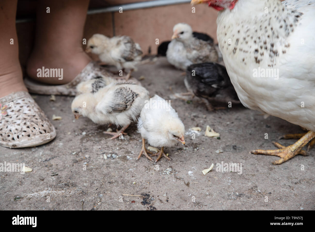 Baby chickens eat hi-res stock photography and images - Alamy