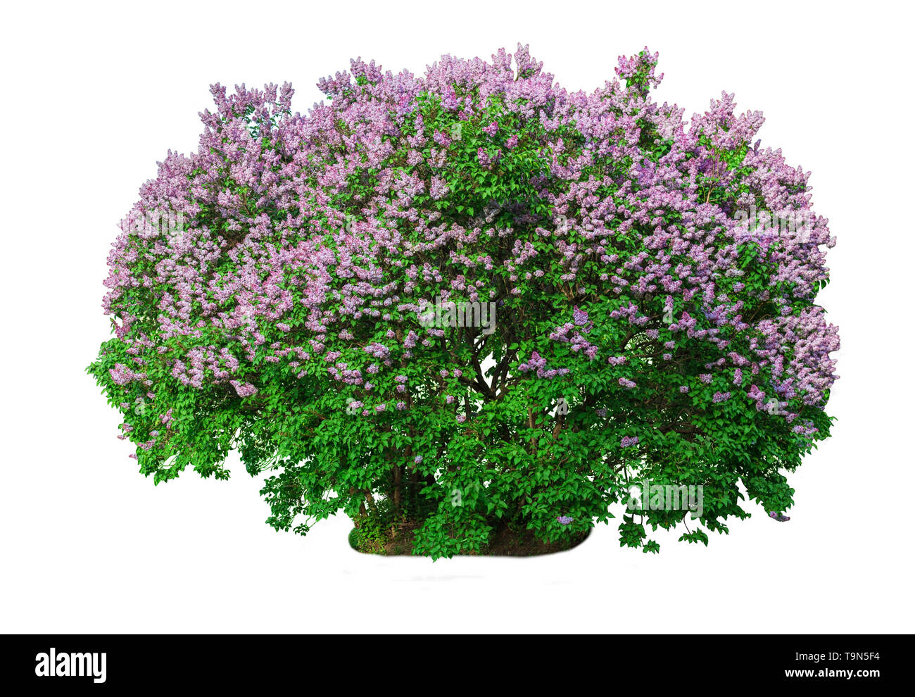 Blooming lilac syringa vulgaris Cut Out Stock Images & Pictures - Alamy