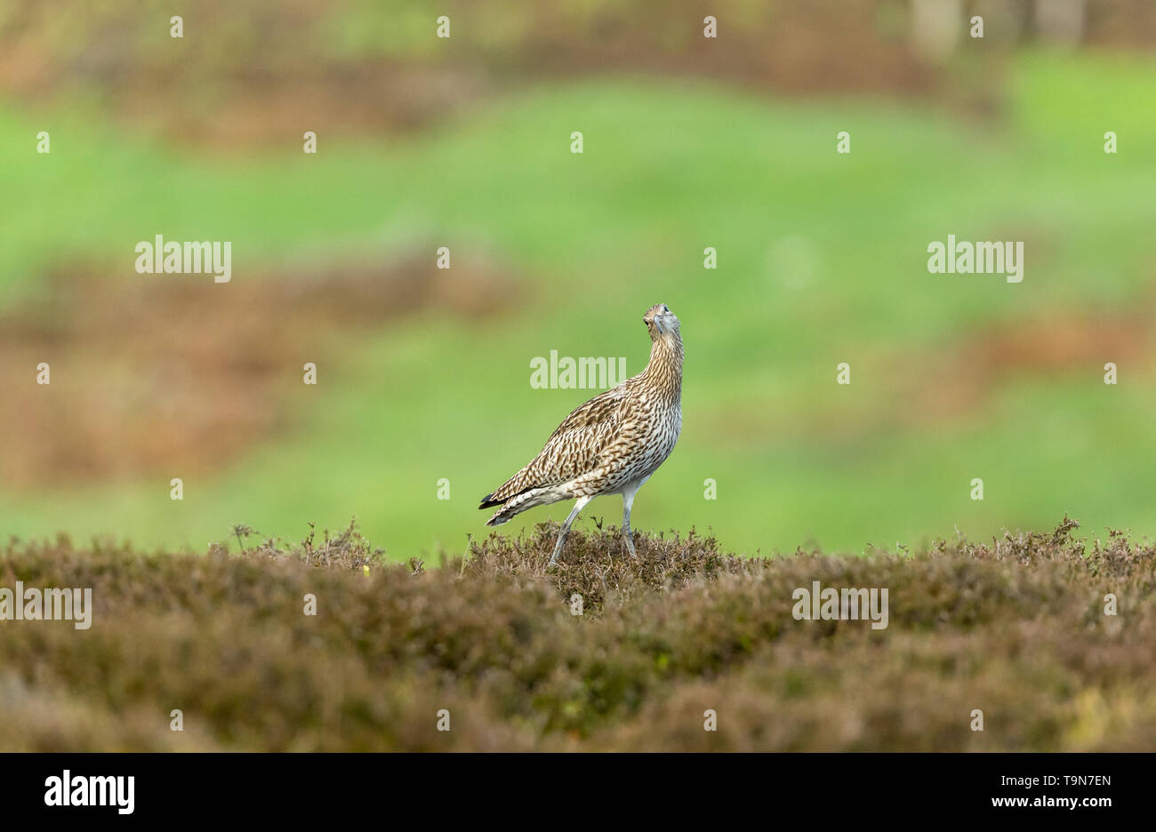 Common grouse in grass hi-res stock photography and images - Alamy