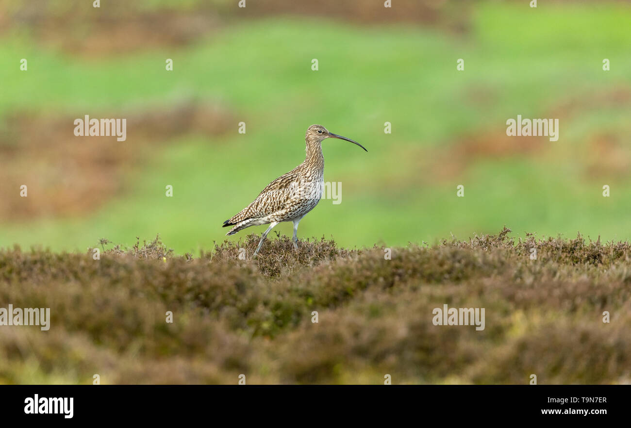 Common Grouse In Grass High Resolution Stock Photography and Images - Alamy