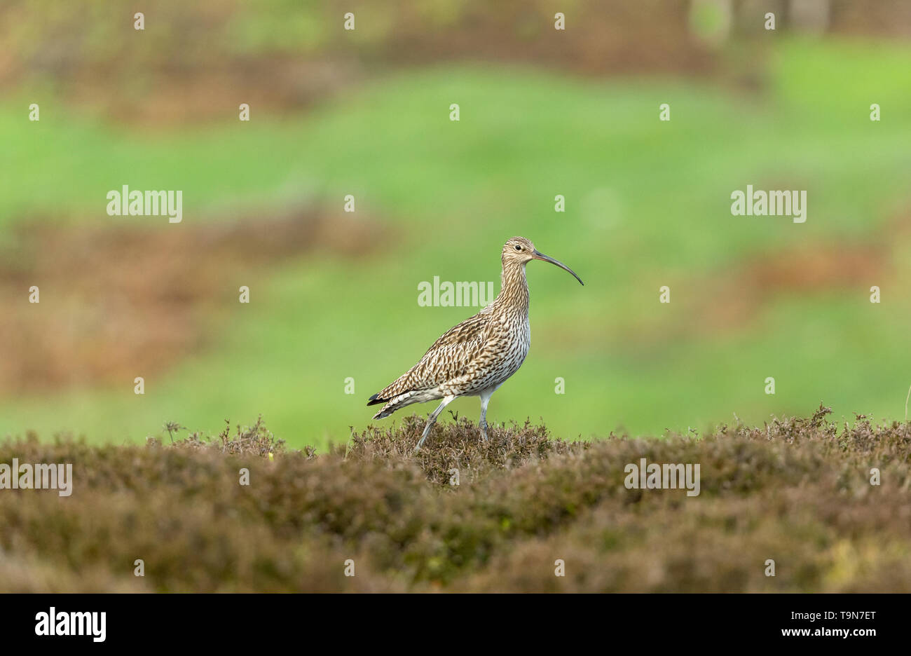 Common curlew nesting hi-res stock photography and images - Alamy