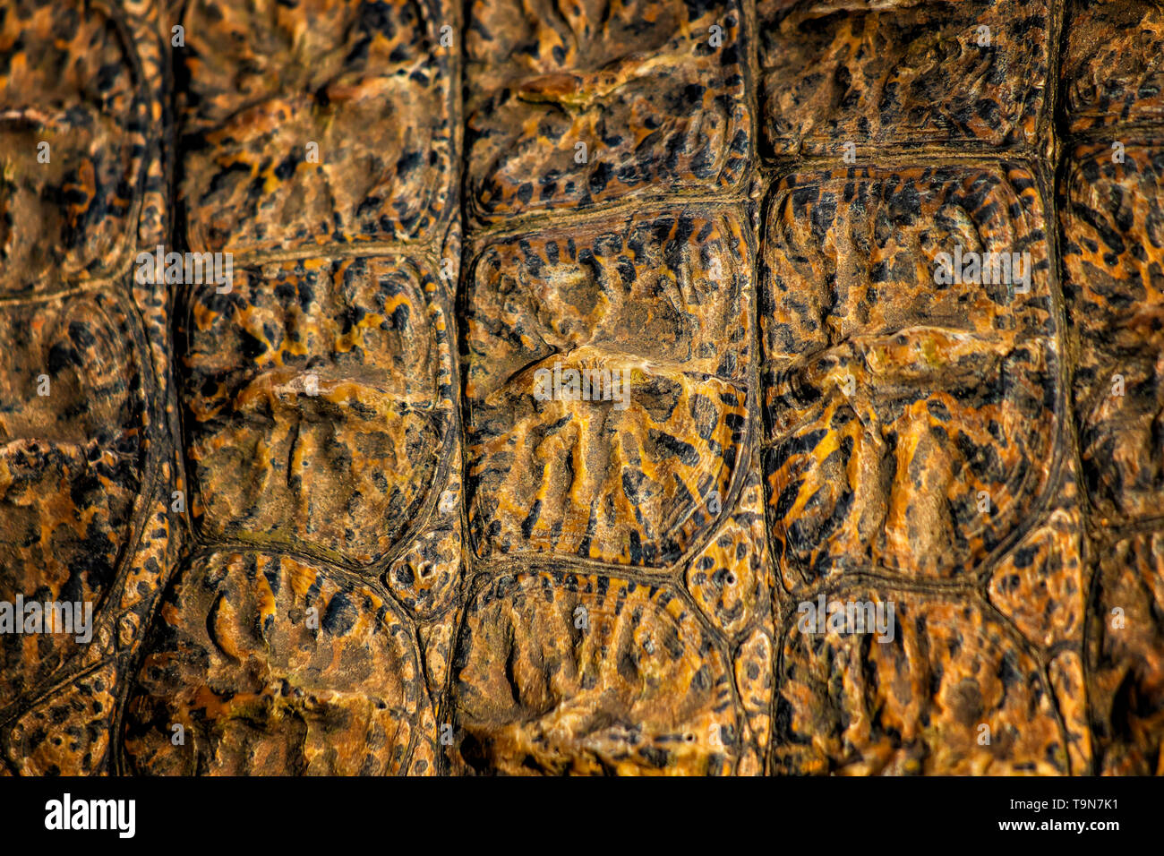 Closed up of crocodile's skin. It is a shell from above the Nile ...