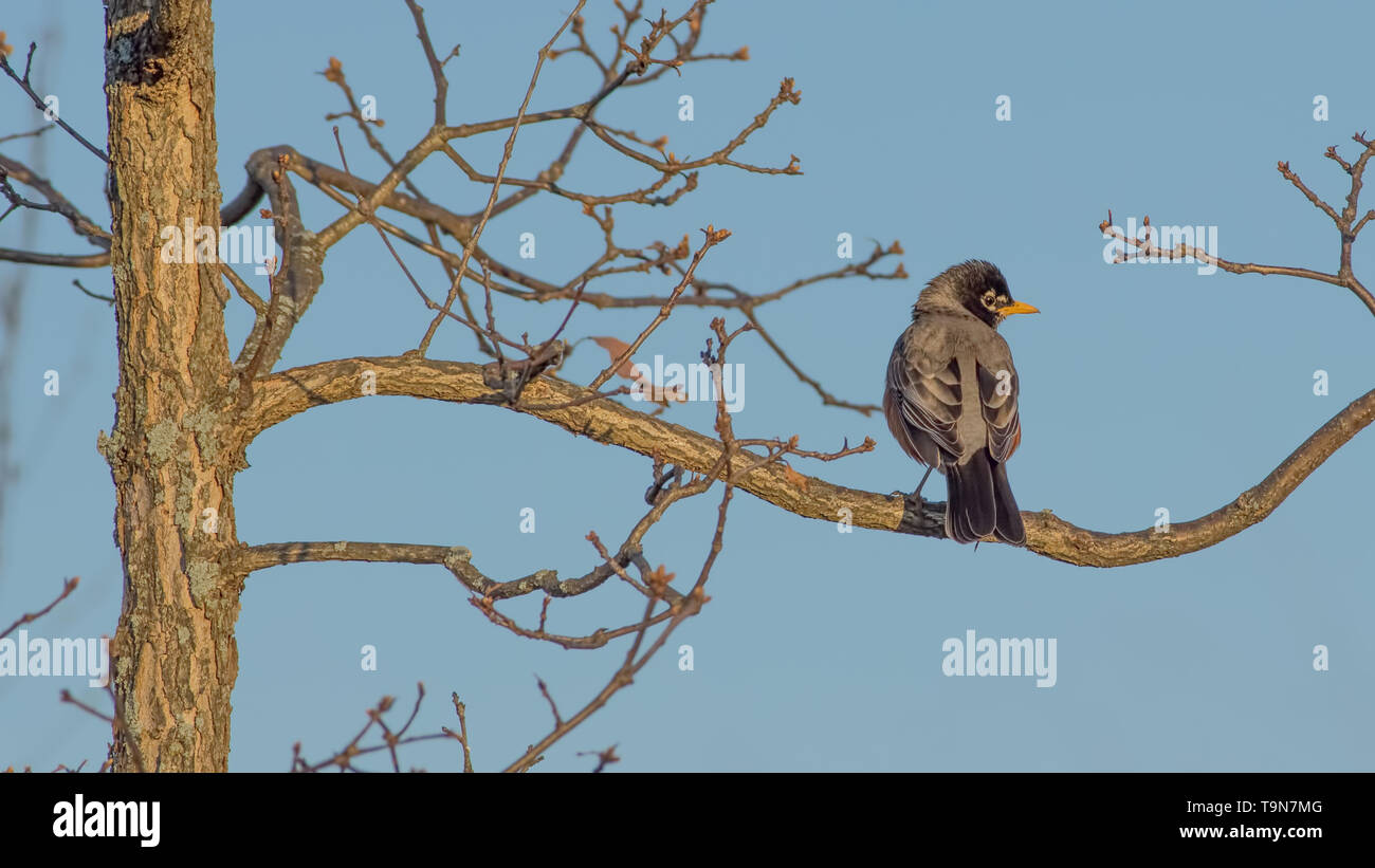 Robin in blue sky hi-res stock photography and images - Alamy